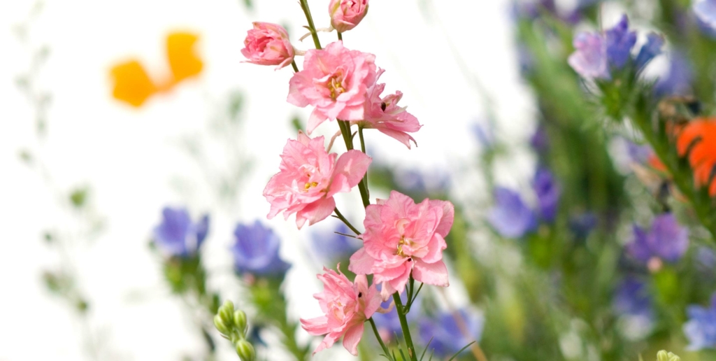Flower Trends of the Summer Season - deBloemist.nl